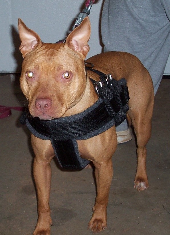 Work/Conditioning and Weight Pull Harness - Modified - O'Brien's K9 Supply